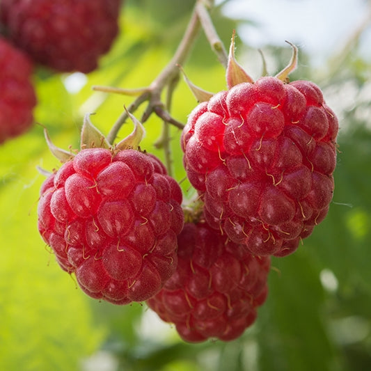 Little Hill Berry Farm